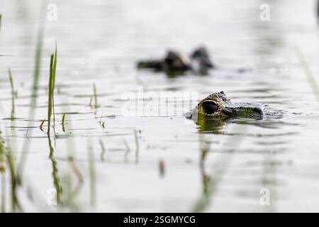 Silent Stalker: Caiman on the Hunt Stock Photo - Alamy