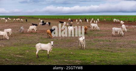 Cerrado biome (Brazilian savanna), a biodiversity hotspot: contorted ...