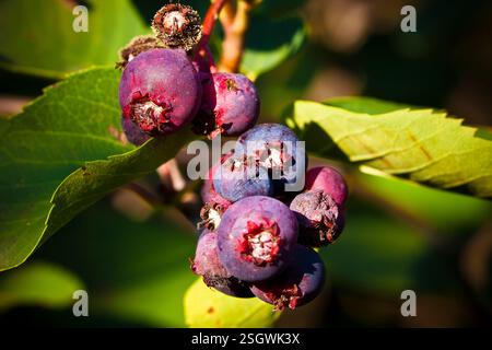 Bunch of blueberries are hanging from a tree. The berries are ripe and ...