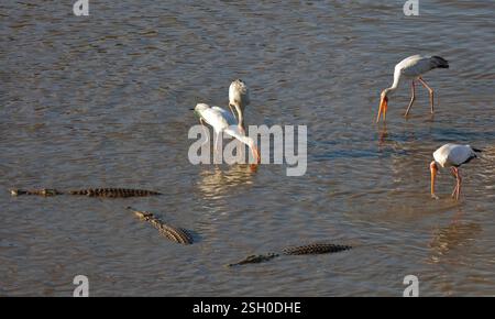 Nilkrokodil und Nimmersatt / Nile crocodile and Yellow-billed stork ...
