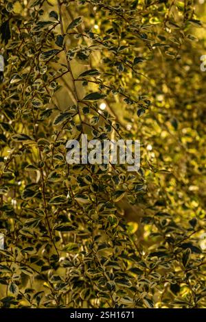 Delightful small tree Azara microphylla variegated (variegated box-leaf ...