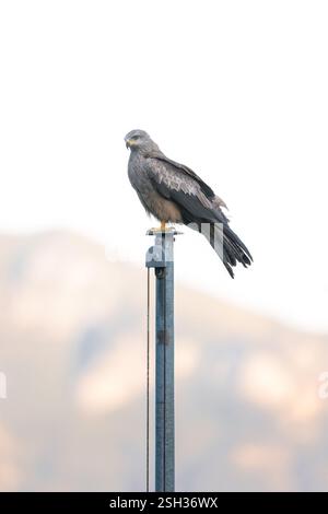 A Black Kite raptor bird portrait Stock Photo - Alamy