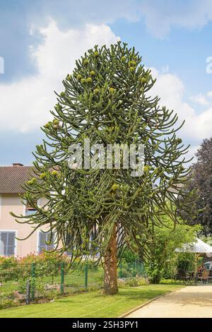 Andentanne, Chilenische Araukarie, Affenbaum, Araucaria imbricata ...