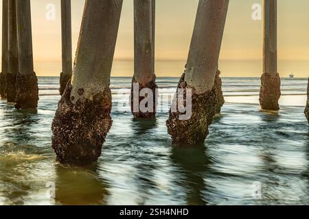 The underside of Huntington Beach pier during sunset shows the pilings ...