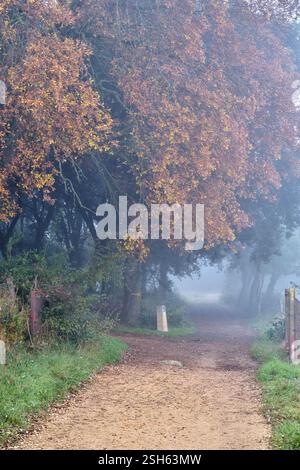 An rural area with leafy trees under a cloudy sky Stock Photo - Alamy