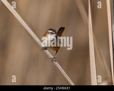 Moustached warbler, Acrocephalus melanopogon, Single bird in reeds ...