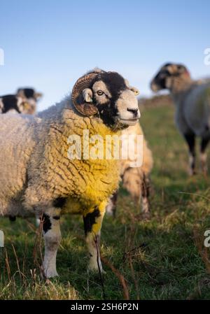 Swaledale ram out with his flock of ewes in autumn during "Tupping Time ...