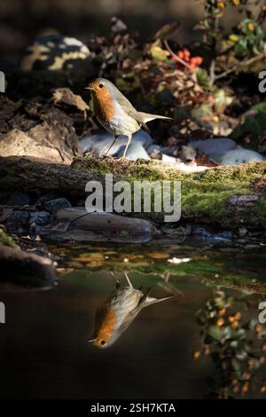 European Robin portrait with water reflection Stock Photo - Alamy