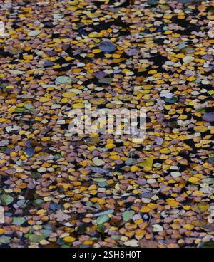 Colorfully discolored autumn leaves on a beech tree, Germany Stock ...