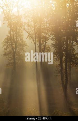 Foggy atmosphere with deciduous trees in warm backlight, Mindelheim ...