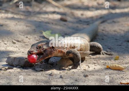 Felsen-Schildechse / Giant plated lizard / Matobosaurus validus Stock ...