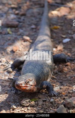 Felsen-Schildechse / Giant plated lizard / Matobosaurus validus Stock ...
