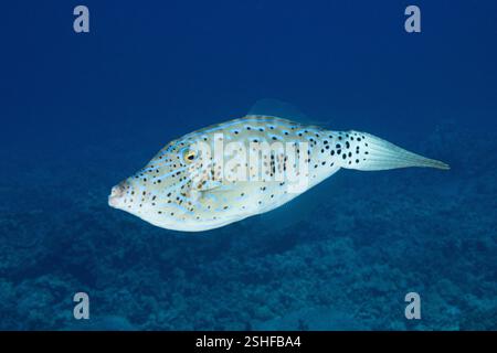Scrawled filefish, broomtail filefish or scribbled leatherjacket ...