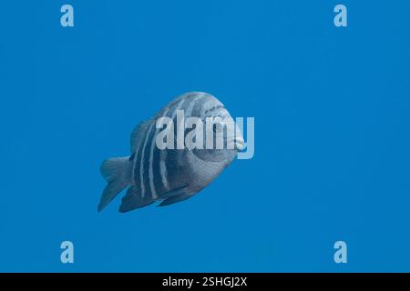 Blackspot Sergeant (Abudefduf sordidus Stock Photo - Alamy