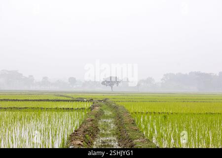 Green paddy field in misty morning Stock Photo - Alamy