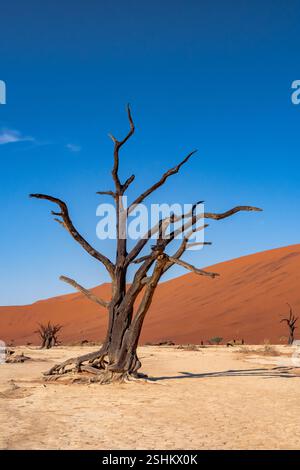 Deadvlei in Namibia has many 600-700 year-old skeleton trees contrasted ...