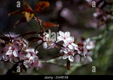 Blooming wild plum in the garden. Spring flowering trees. Pollination ...