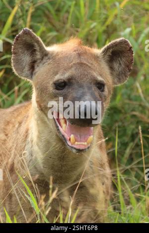 Tüpfelhyäne / Spotted hyaena / Crocuta crocuta Stock Photo - Alamy