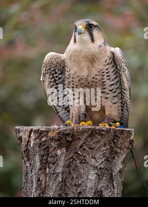 A falcon in captivity Stock Photo - Alamy