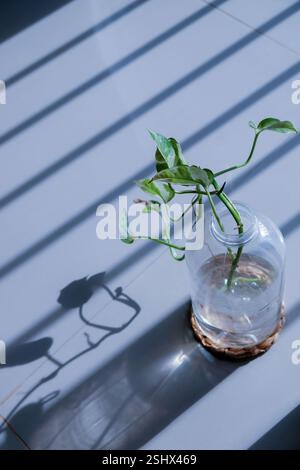 Shadow of bottle vase with leaf Stock Photo - Alamy