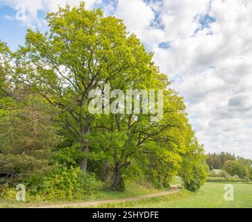 Old oak with fresh foliage in natural park in spring Stock Photo - Alamy