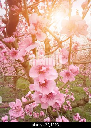 Peach trees peach blossom in full bloom spring spring scenery garden ...