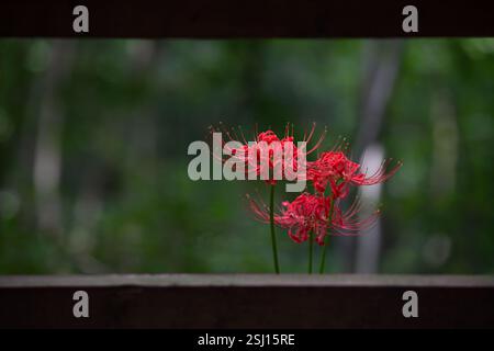 Beautiful red spider lily blossom flower, Cluster amaryllis Stock Photo ...