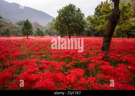 a garden in a forest full of Red spider lily in South Korea Stock Photo ...