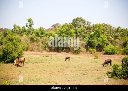 Cows in a field in Goa, India Stock Photo - Alamy
