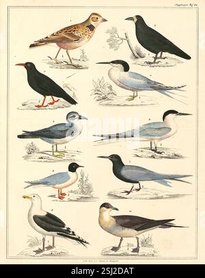 Lorenz Oken - German naturalist, botanist, biologist, and ornithologist ...