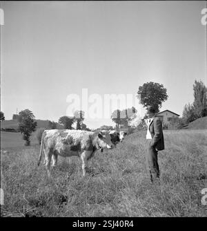 Emmanuel de Graffenried, Kuh, Kühe auf der Weide, 1950#Emmanuel de ...