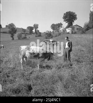 Emmanuel de Graffenried, Kuh, Kühe auf der Weide, 1905#Emmanuel de ...