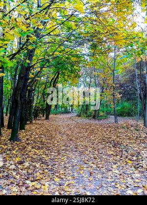 A forest ground filled with fallen leaves during the fall season Stock ...