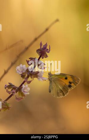 Blue spotted arab butterfly (Colotis phisadia) Oman, January Stock ...