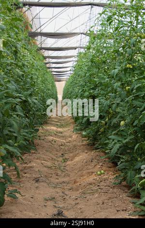 Desert adjusted Agriculture Tomato farming in hothouses photographed in ...