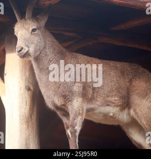 Alpine ibex Photographed at the Berlin Zoo in December Stock Photo - Alamy