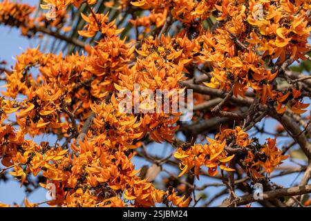 The vibrant Palash flowers bloom in full splendor, marking the arrival ...
