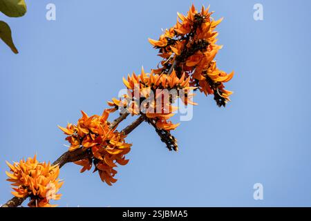 The vibrant Palash flowers bloom in full splendor, marking the arrival ...