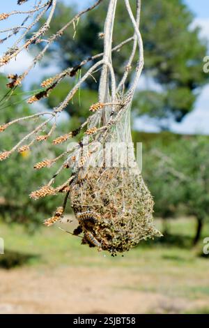 Winter Nest of Processionary Caterpillars in a Pine. Occitanie, France ...