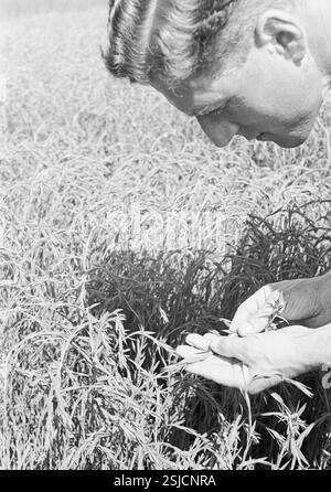 WK 2: Anbauschlacht; Anbau von Flachs, Versuchsfeld, Maran 1942#WW 2 ...