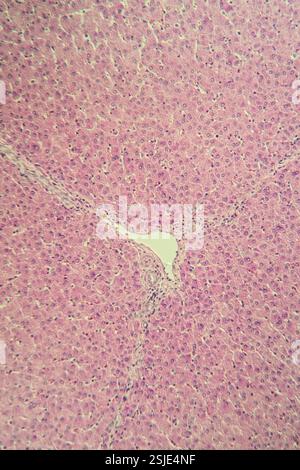 Pork liver section under the microscope 100x Stock Photo - Alamy