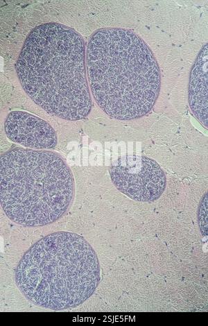 Spore animals in the muscle under the microscope 200x Stock Photo - Alamy