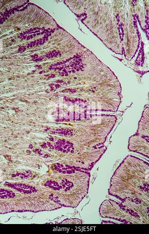 Cross section through the intestine 200x Stock Photo - Alamy
