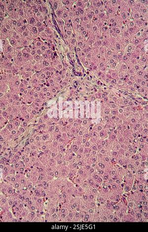 Pork liver section under the microscope 200x Stock Photo - Alamy