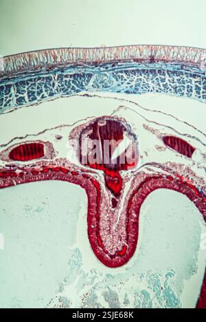 Earthworm histology cross section 10th segment 100x Stock Photo - Alamy