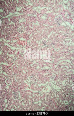 Kidney cortex under the microscope 100x Stock Photo - Alamy