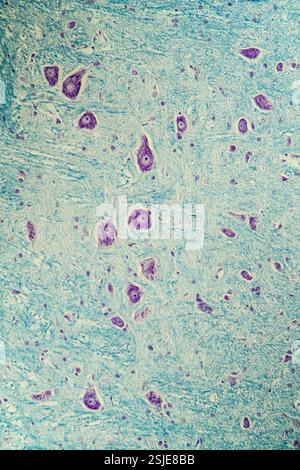Rat nerve cells under the microscope 200x Stock Photo - Alamy