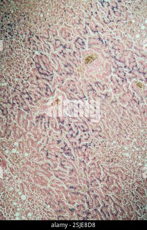 Liver under the microscope 100x Stock Photo - Alamy