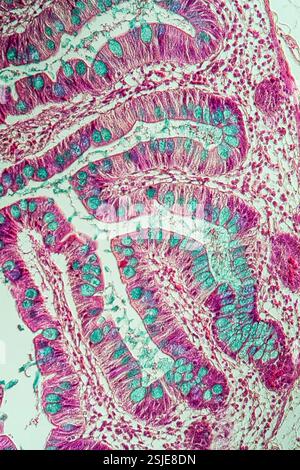 Small intestine with villi under the microscope 100x Stock Photo - Alamy