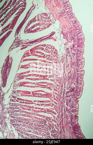 Earthworm histology cross section 10th segment 100x Stock Photo - Alamy